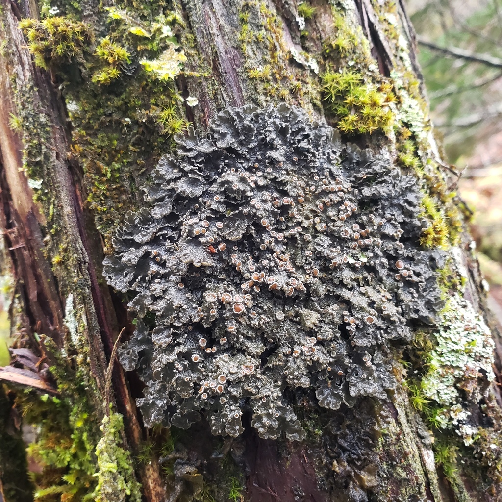 Wrinkled Shingle Lichen from Charlotte County, NB, Canada on October 27 ...