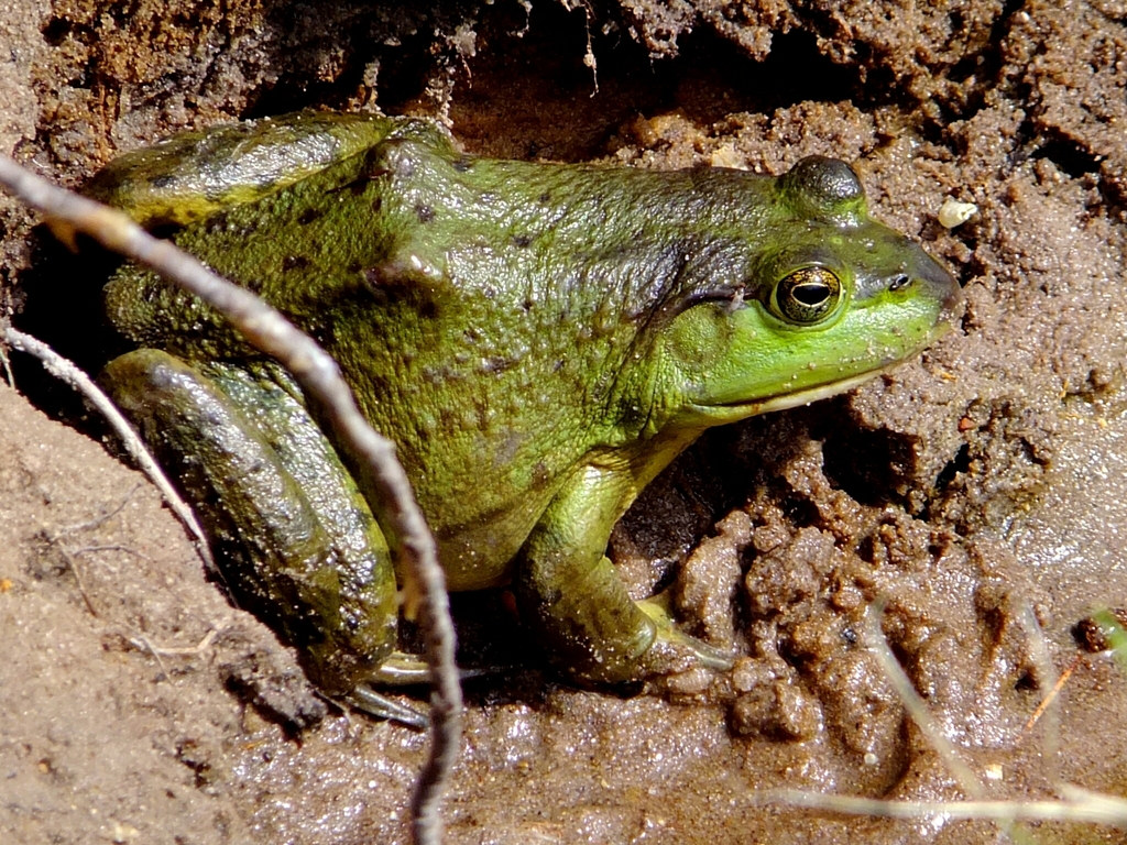 American Bullfrog from E Raymond Rd, Twin Lake, MI 49457, USA on May 10 ...