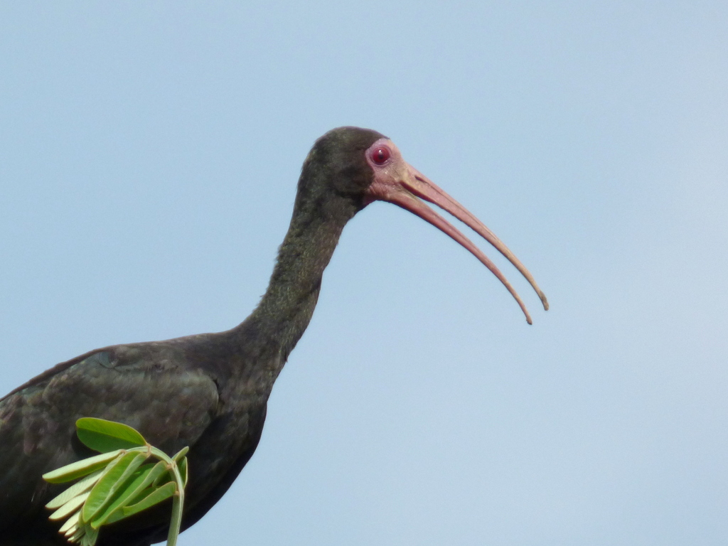 Phimosus infuscatus berlepschi (Aves Dosquebradas ) · iNaturalist