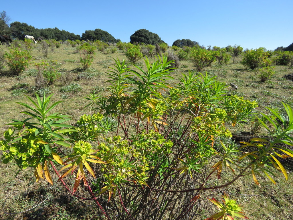 Euphorbia esuliformis from Tlajomulco de Zúñiga, Jal., México on ...