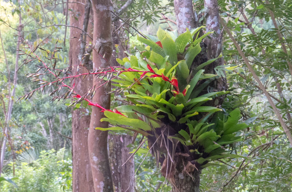 Vriesea vagans (Bromélias nativas de Santa Catarina, Brasil) · iNaturalist