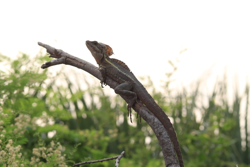 Observaciones de ferkus · iNaturalist Mexico