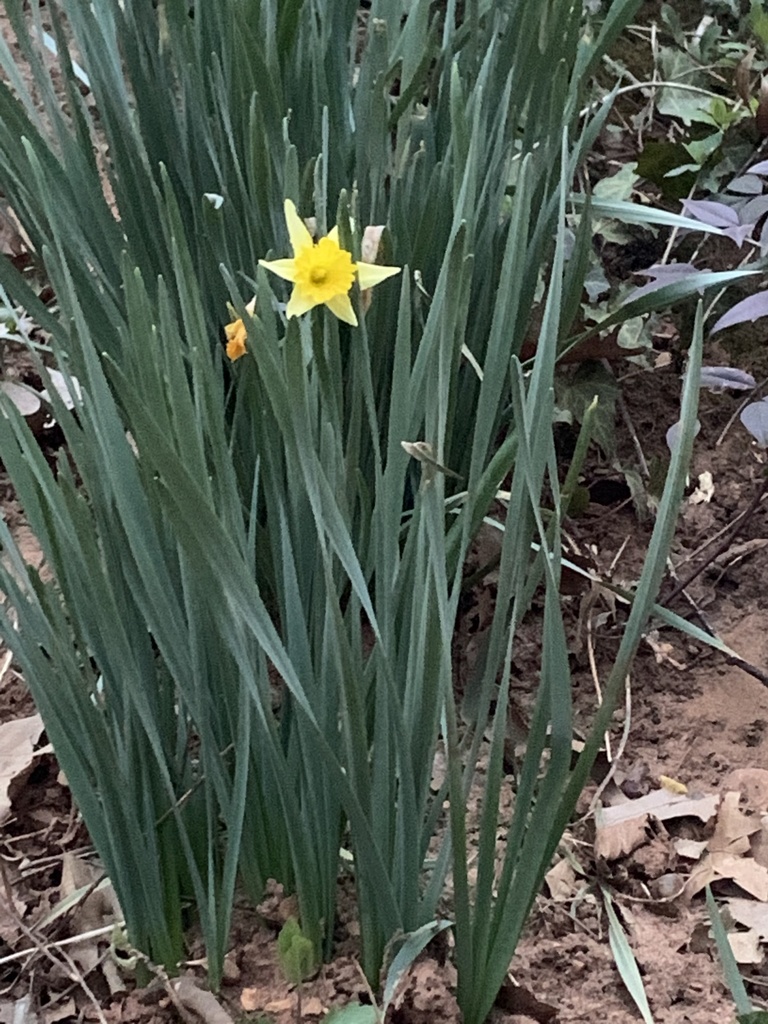 wild daffodil from James River North Bank Trail on March 15, 2021 at 07 ...