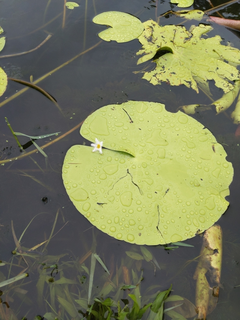Water Snowflake from Bundaberg South QLD 4670, Australia on March 16 ...