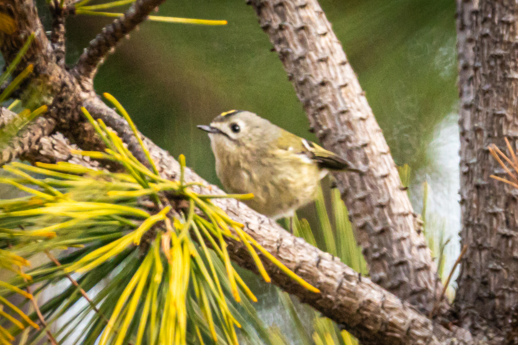 (Regulus regulus japonensis) - Avian Discovery