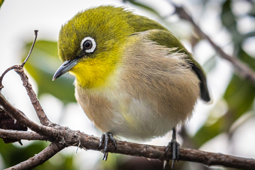 Subspecies Zosterops japonicus japonicus · iNaturalist