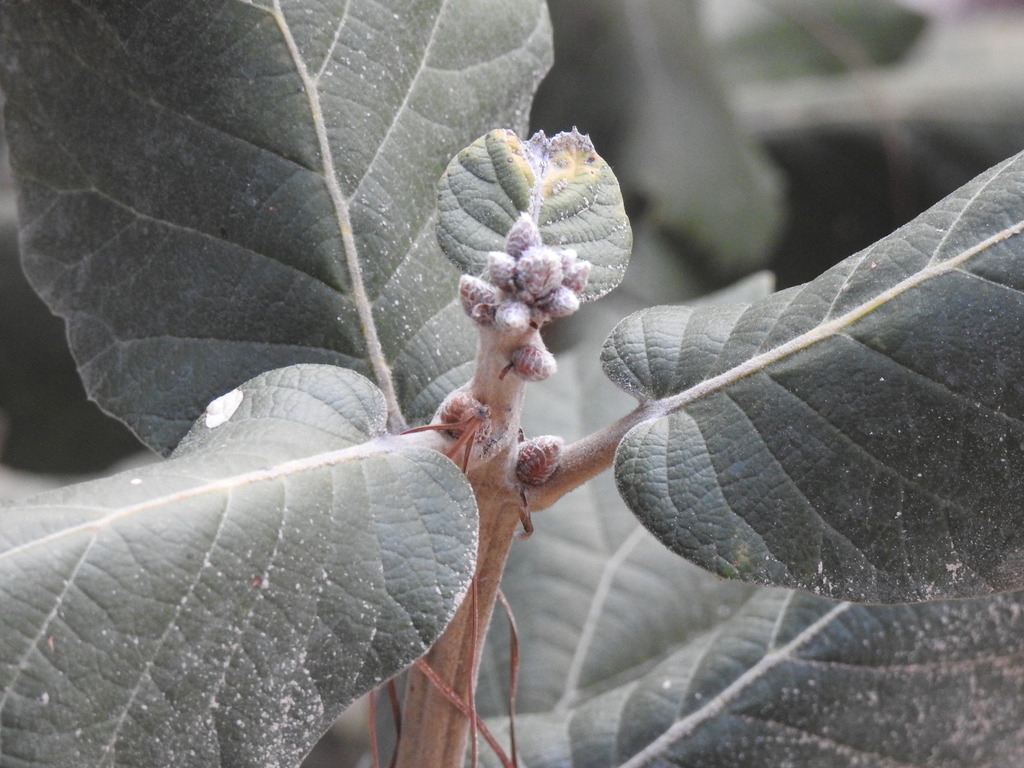 (Quercus urbani) - Botanical Realm