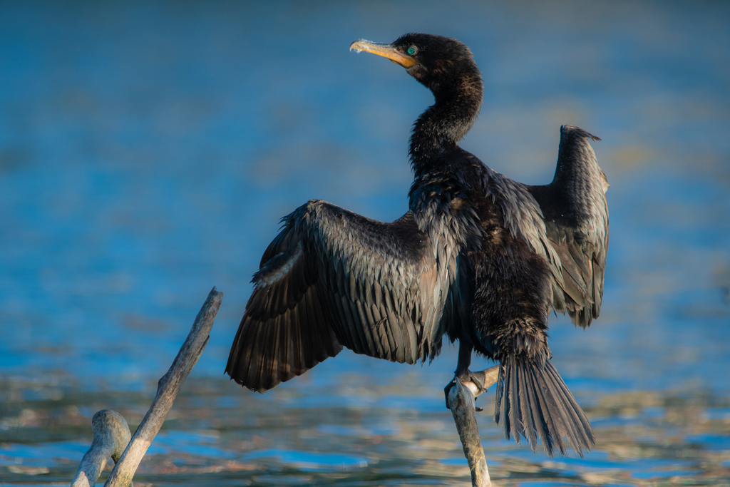 Neotropic Cormorant from Valparaíso, Valparaíso, Chile on March 6, 2021 ...