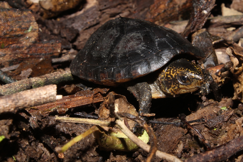 White-lipped Mud Turtle from Solidaridad, Q.R., México on March 09 ...
