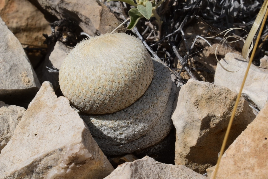 Boke's Button Cactus in March 2021 by Joey Santore · iNaturalist