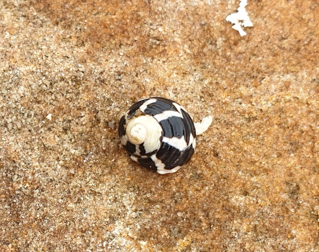Zebra Top Snail from Sydney NSW, Australia on March 16, 2021 at 01:29 ...