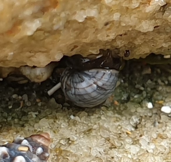 Little Blue Periwinkle from Sydney NSW, Australia on March 16, 2021 at ...