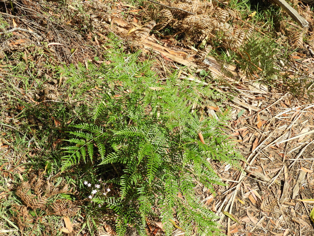 Austral Bracken from Taggerty VIC 3714, Australia on March 14, 2021 at ...