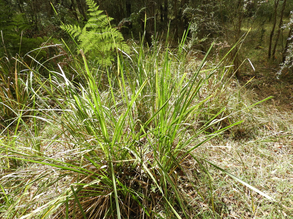 Spiny-headed Mat-rush from Taggerty VIC 3714, Australia on March 14 ...