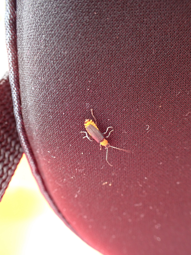 Tricolor Soldier Beetle from Acheron VIC 3714, Australia on March 13 ...