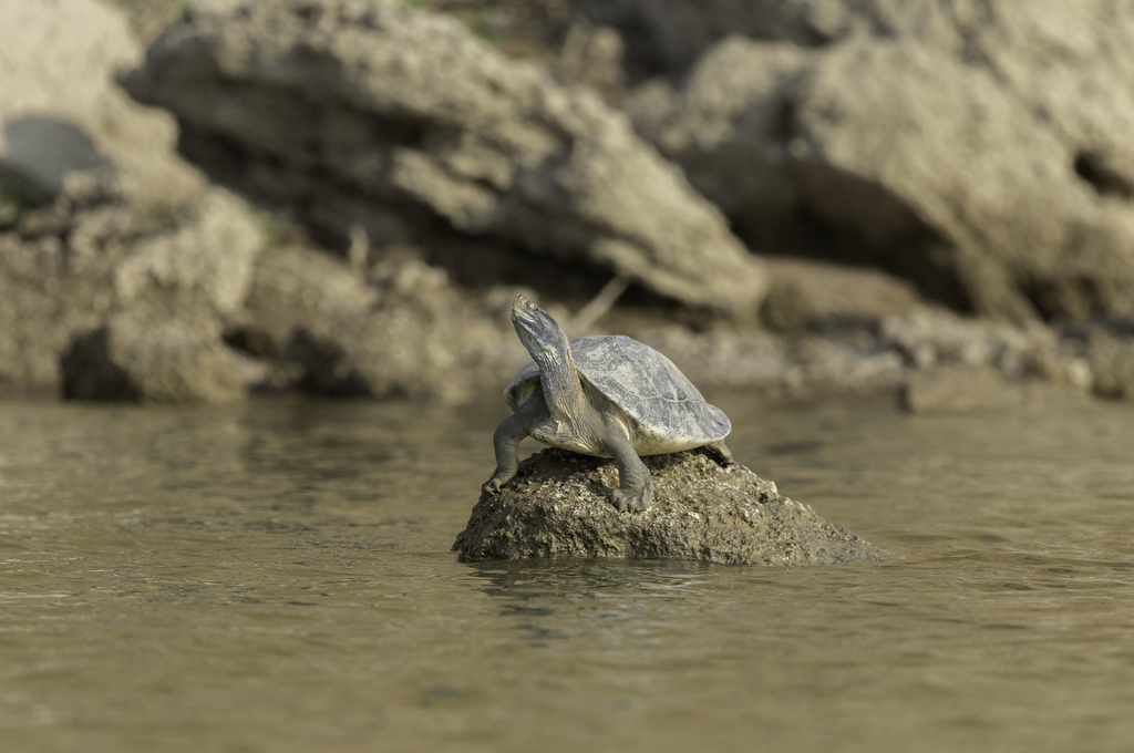 Red-crowned Roofed Turtle in February 2021 by amm. critically ...