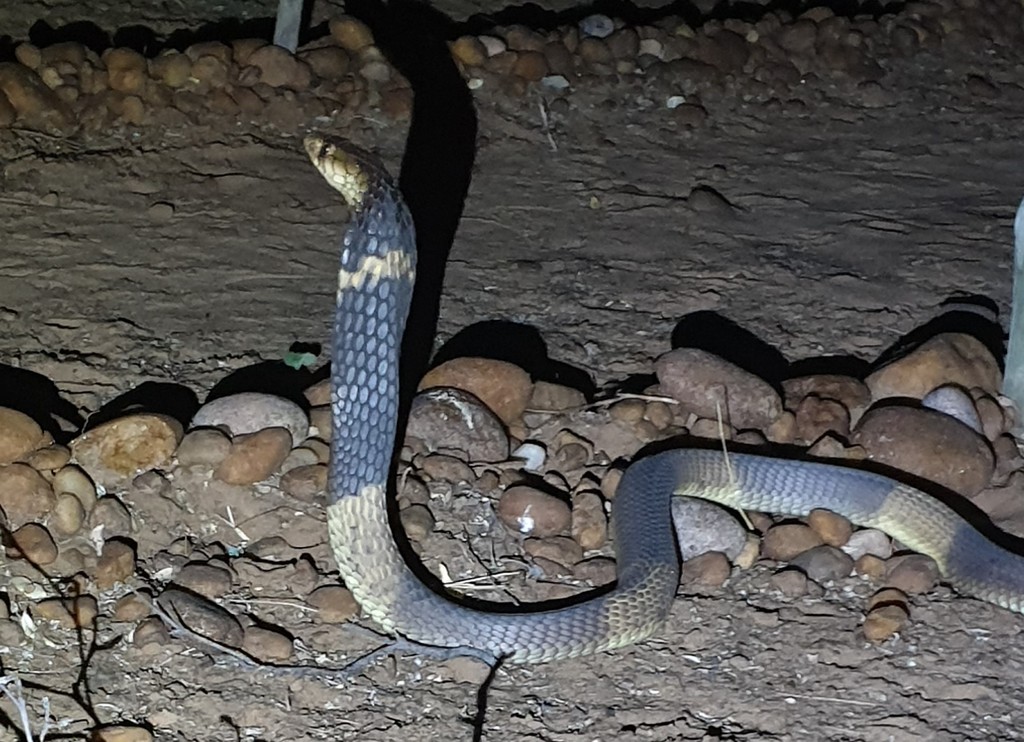 Anchieta's Cobra (Reptiles of Botswana) · iNaturalist