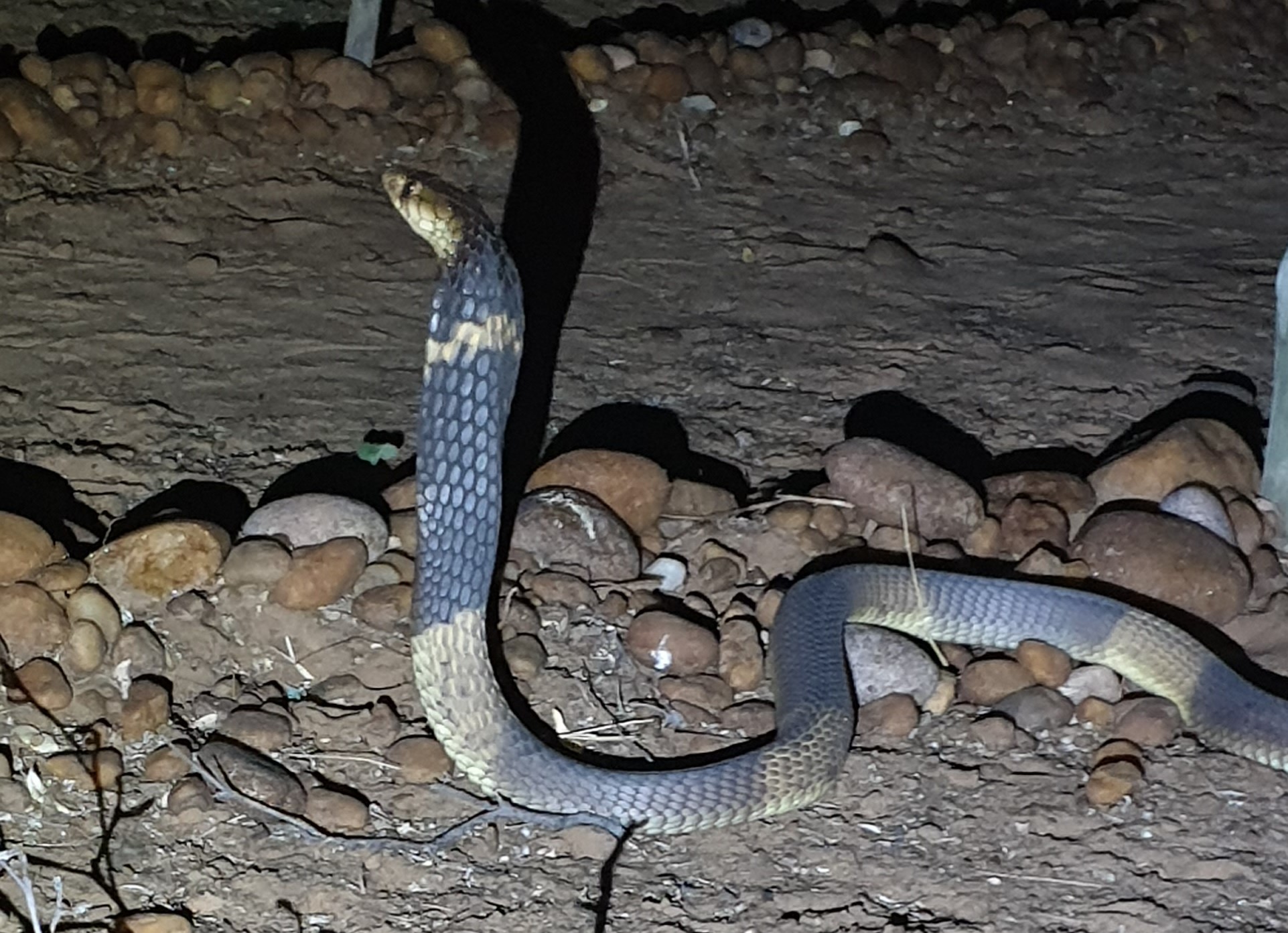 Naja anchietae Bocage, 1879