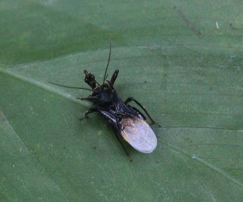 Biasticus ventralis · iNaturalist