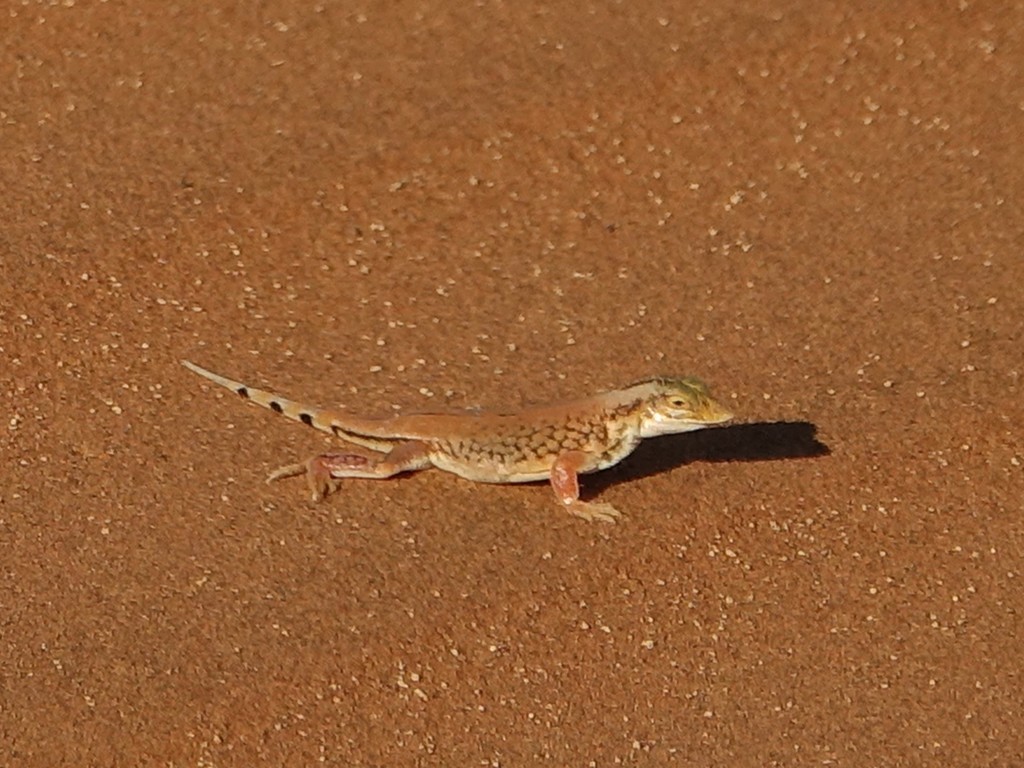 Shovel-snouted Lizard from Sossusvlei, Namibia on November 14, 2018 at ...