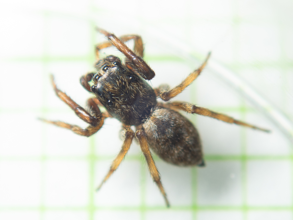 Hakka himeshimensis in March 2021 by Colin Chiu · iNaturalist