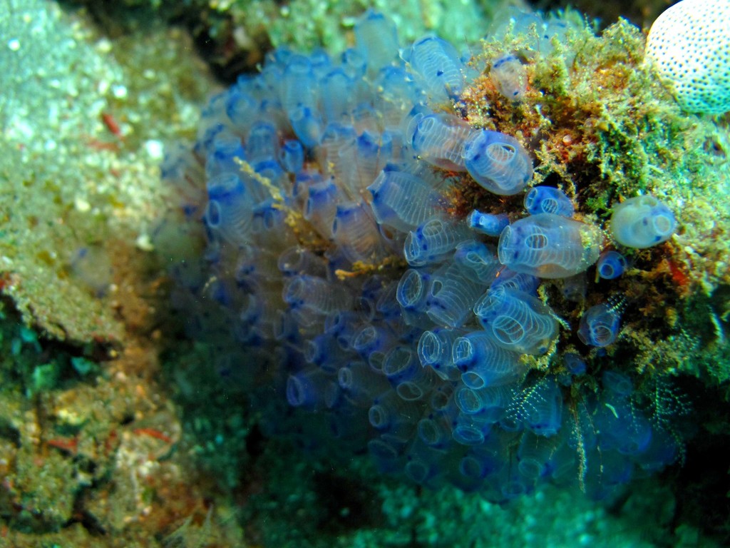Bluebell Tunicate from Karang Asem, ID-BA, ID on January 26, 2010 at 08 ...
