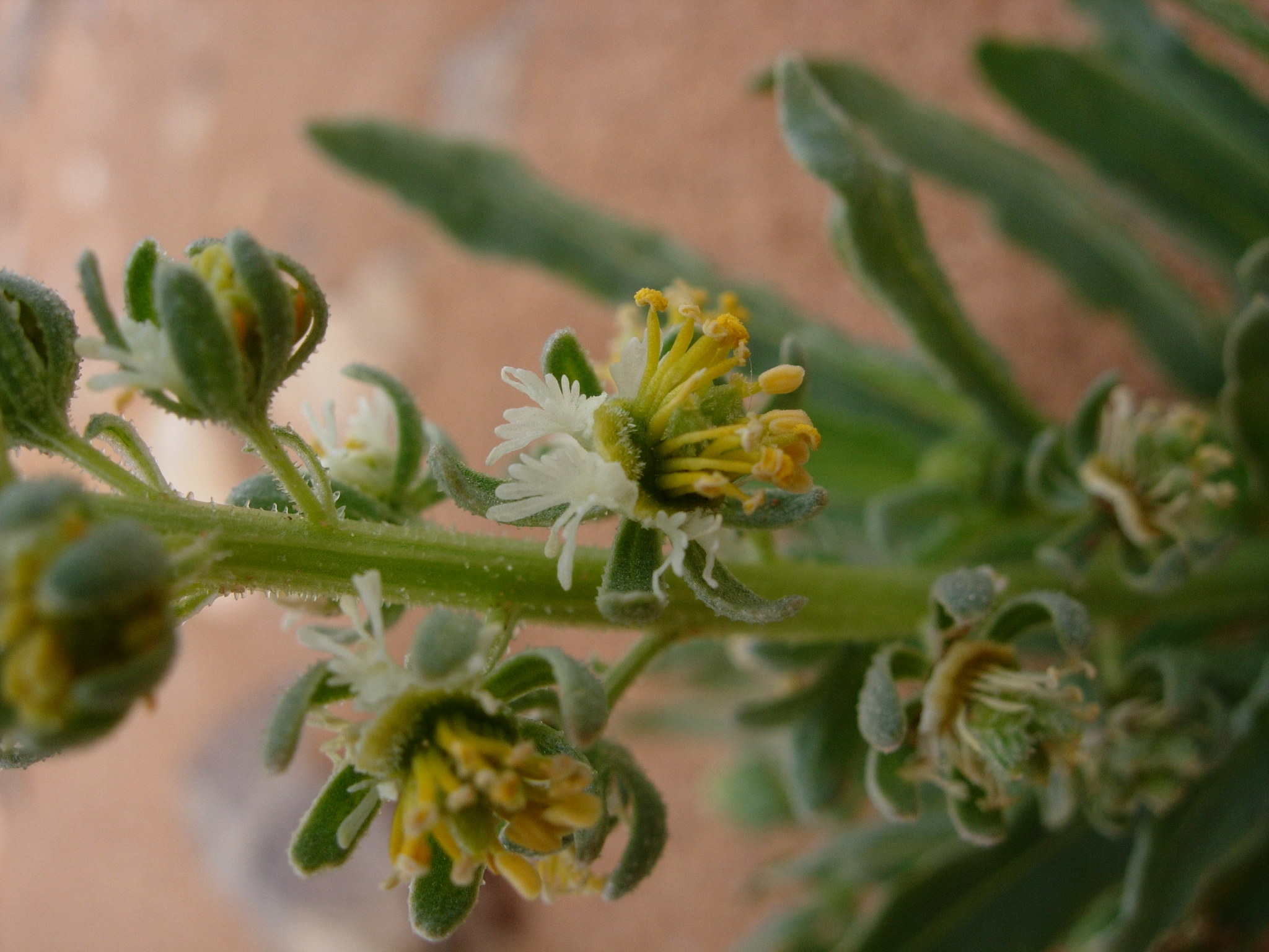 Reseda arabica Boiss.
