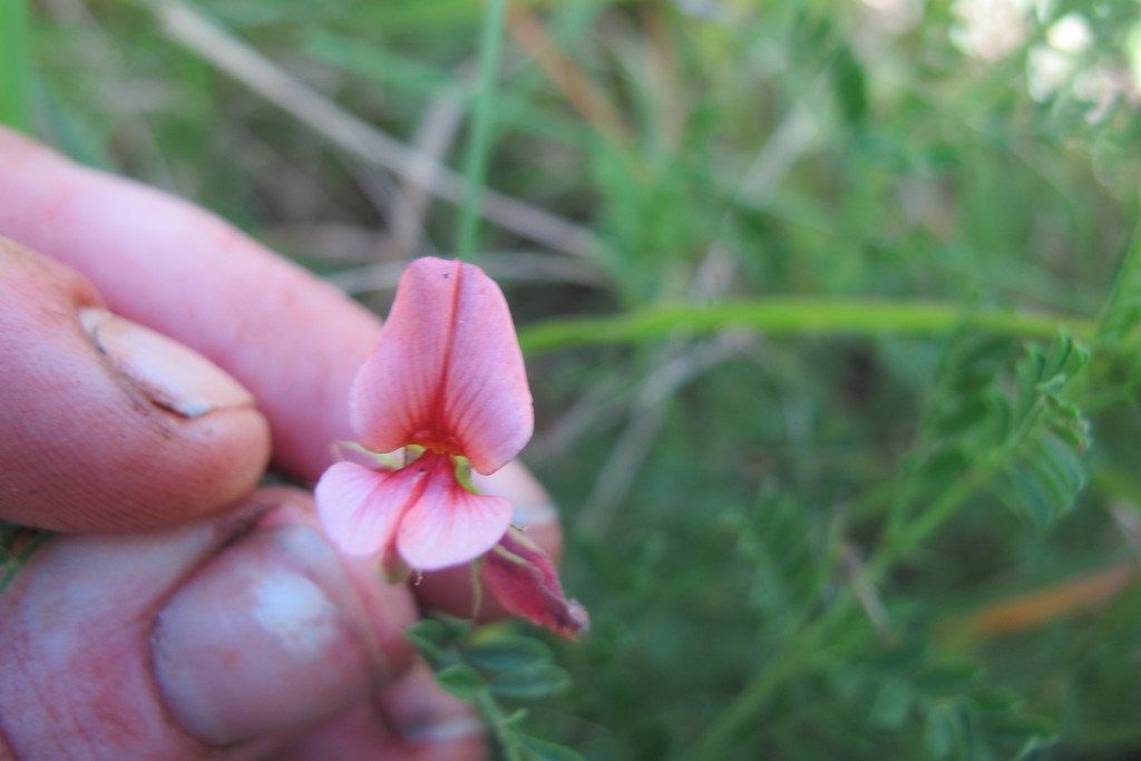 Indigofera pechuelii from Morebeng, South Africa on February 18, 2021 ...