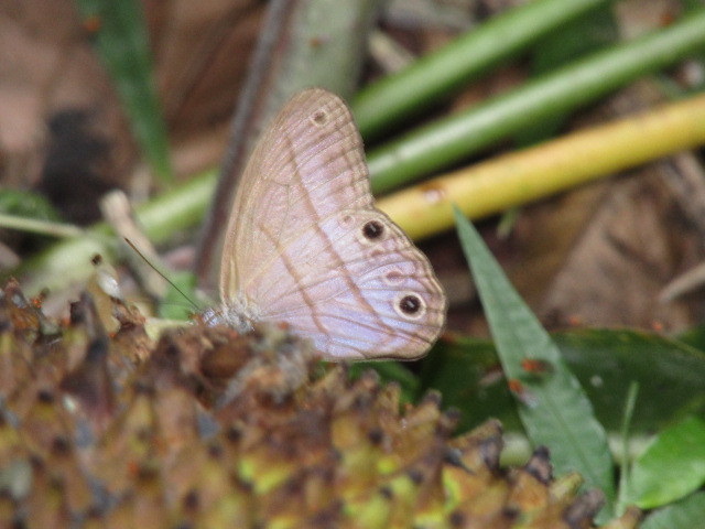 Blue-topped Satyr from Caruaru - Picada, Caruaru - PE, Brasil on March ...