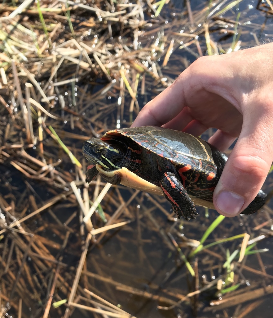 Painted Turtle from Cheboygan, MI, US on May 17, 2018 at 09:54 AM by ...