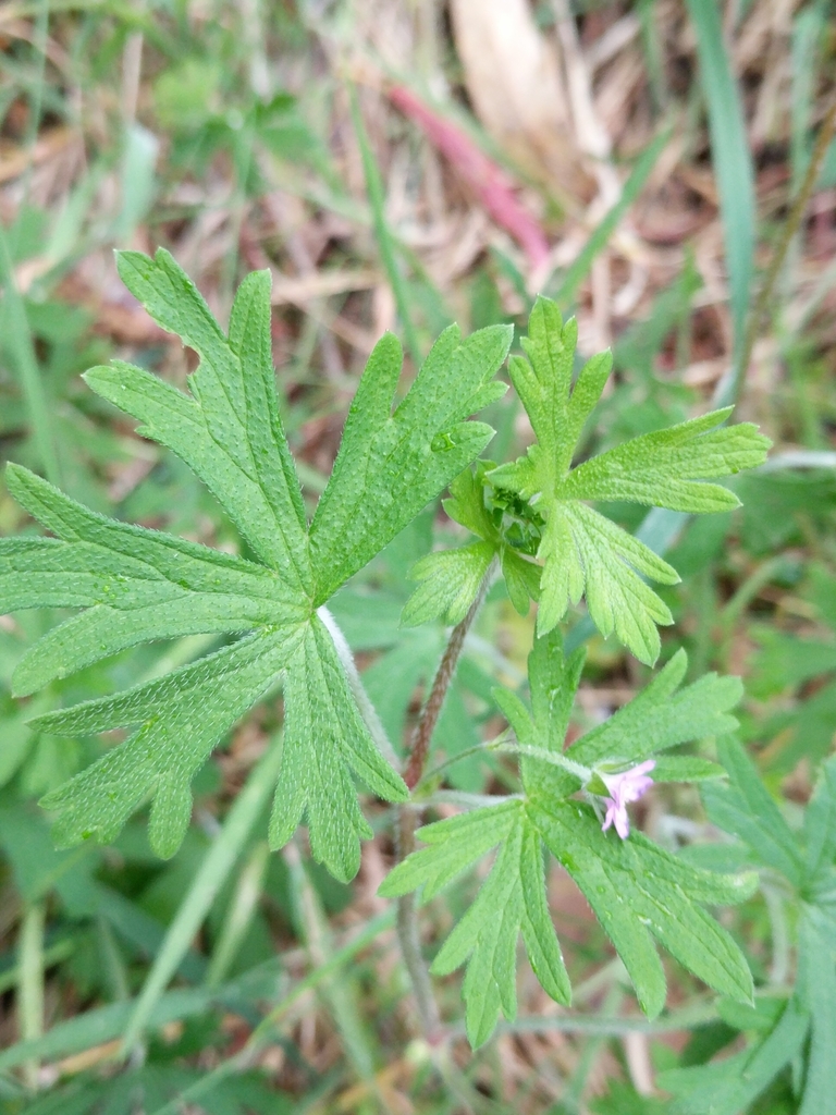 Geranium gardneri from Alum Cliffs track, Bonnet Hill TAS 7053 ...