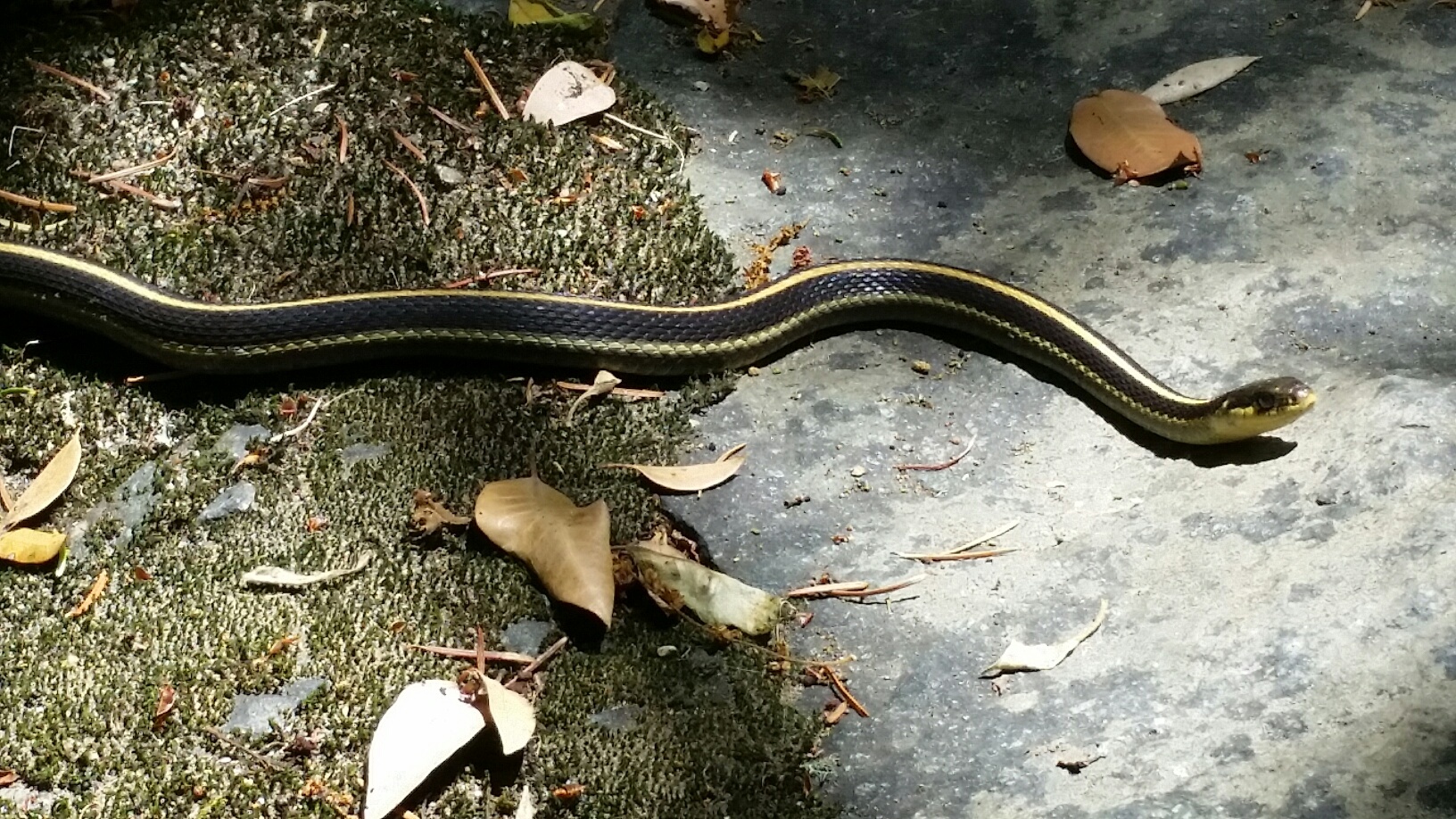 10 Facts About The Terrestrial Garter Snake – Snake Radar