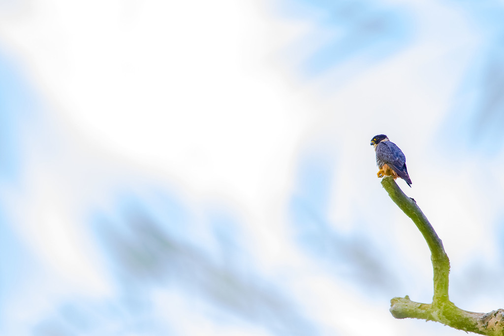 Bat Falcon from Manta, Ecuador on March 14, 2021 at 12:37 AM by Andrés ...