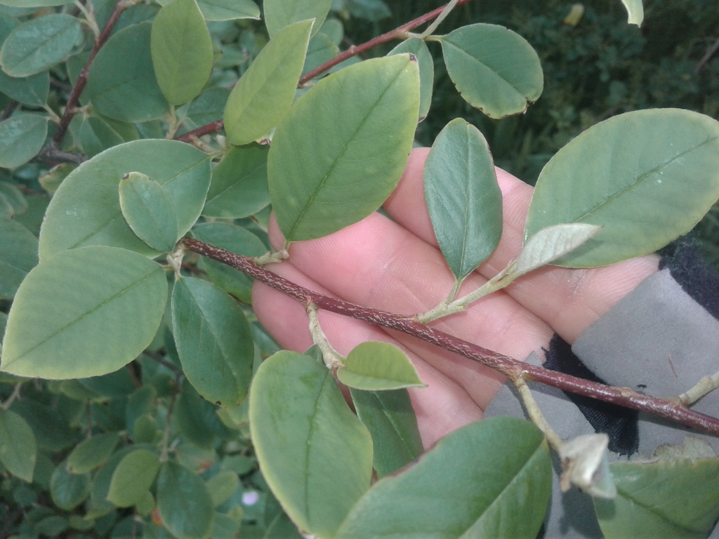 Cotoneaster (Beginners Guide to Canterbury Flora) · BioDiversity4All