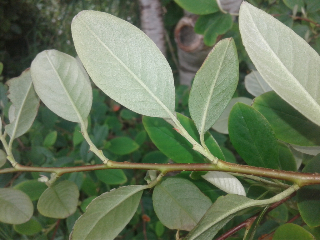 Cotoneaster (Beginners Guide to Canterbury Flora) · BioDiversity4All