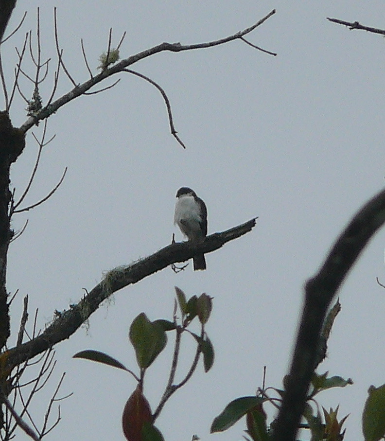 White-breasted Hawk from La Trinitaria, Chis., Mexico on March 17, 2010 ...