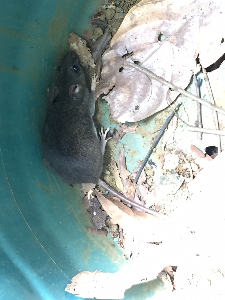 Large-headed Rice Rat (Hylaeamys seuanezi) - Know Your Mammals