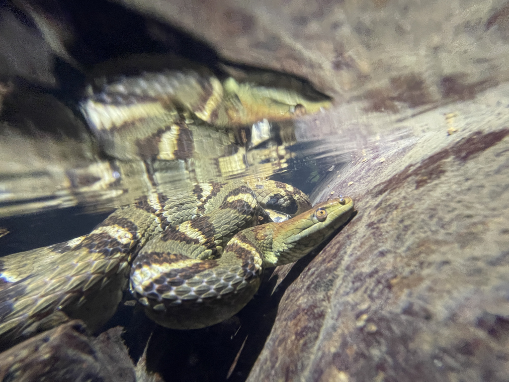 Asiatic Water Snake in March 2021 by Lawrence Hylton. Underwater shot ...