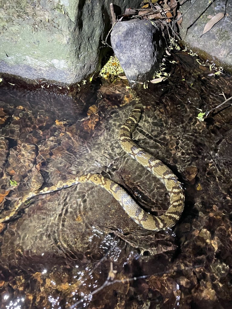 Asiatic Water Snake in March 2021 by Lawrence Hylton · iNaturalist