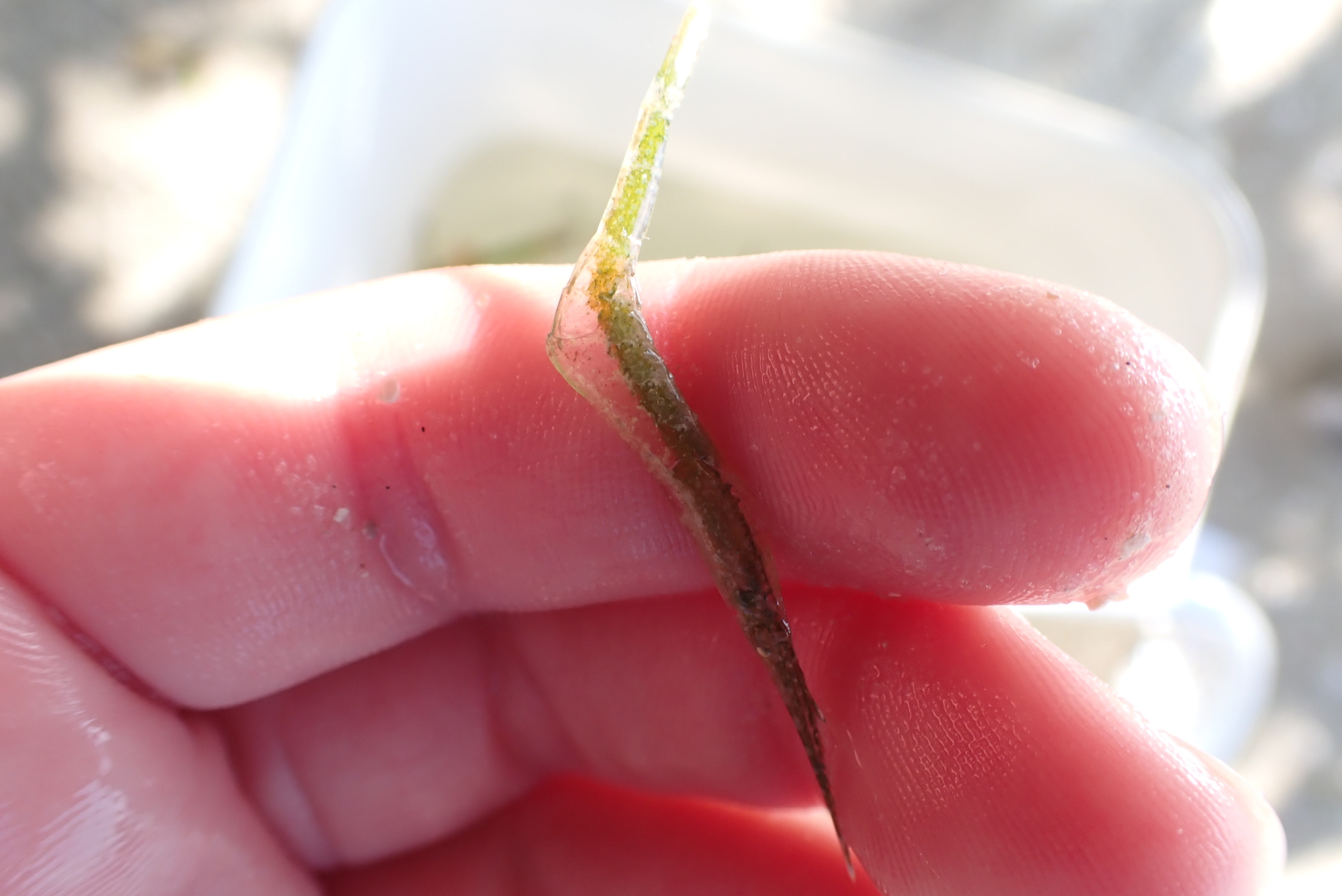 Tozeuma carolinense Kingsley, 1878