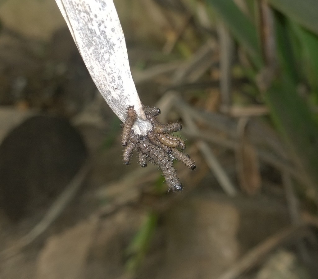 Winged and Once-winged Insects from Departamento Concordia, Entre Ríos ...