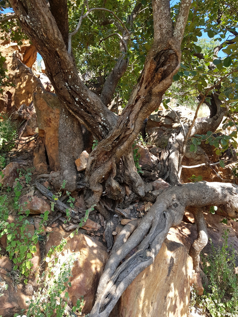 Velvet Bushwillow from Thabela Thabeng on March 14, 2021 at 07:10 AM by ...