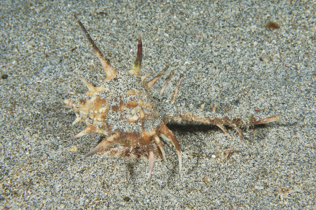 Black-spined Murex from Anilao, Vivere on December 26, 2019 at 02:56 PM ...