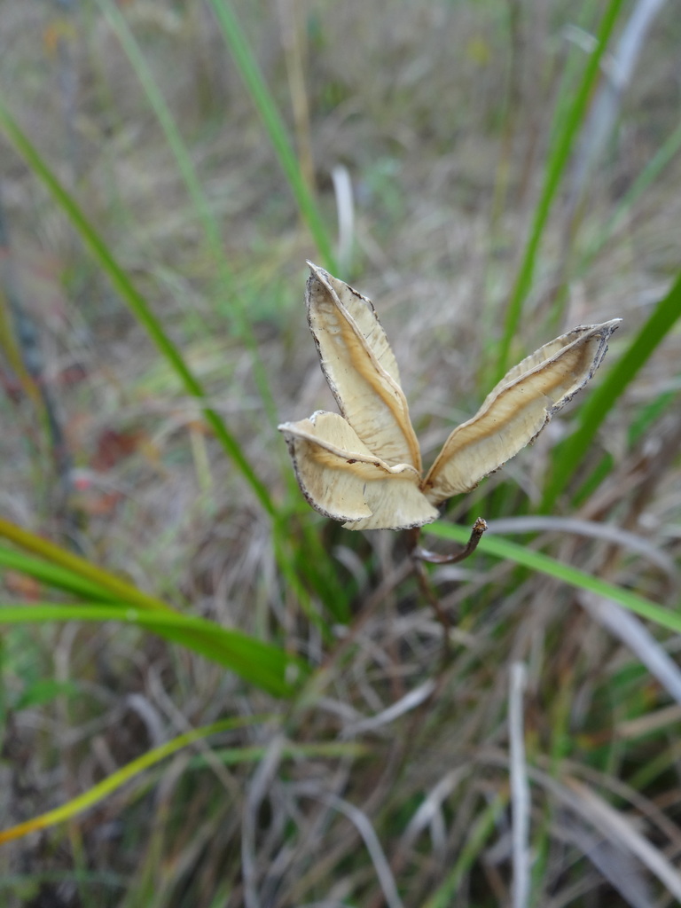 Slender Blue Flag (Iris prismatica) - Botanical Realm