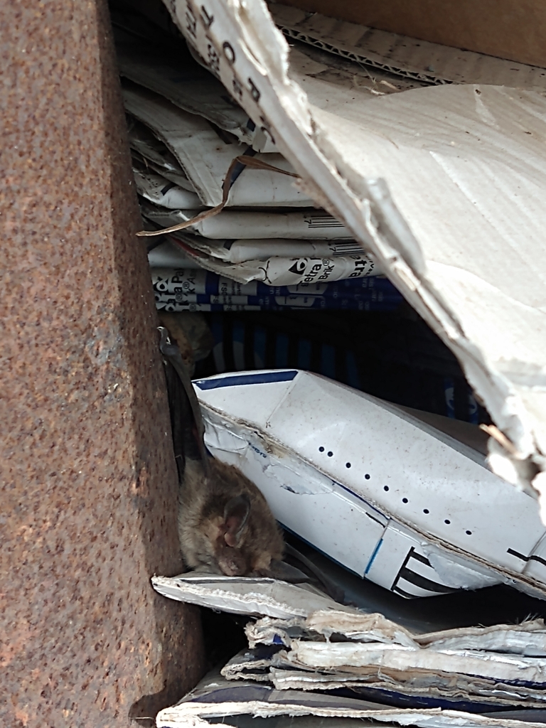 Southern Big-eared Brown Bat from Antartica Chilena, Magallanes y la ...