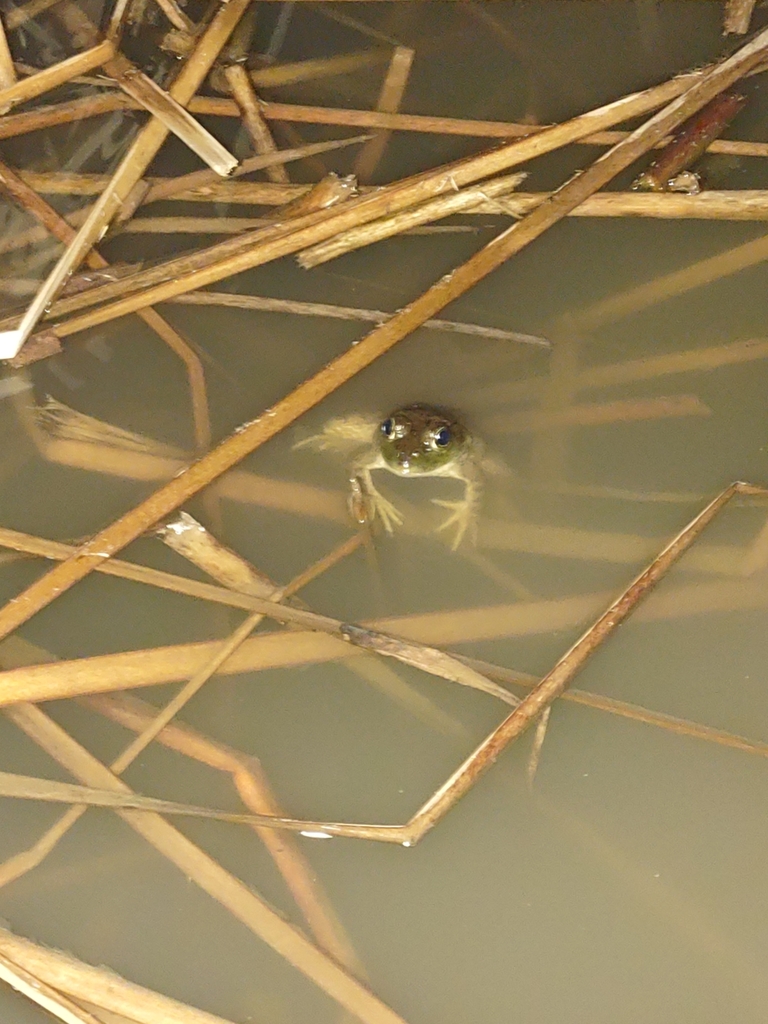 American Bullfrog from Bartlesville, OK 74006, USA on March 15, 2021 at ...