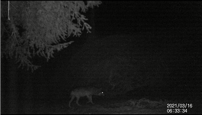 Italian Wolf in March 2021 by Elan Zucchetti · iNaturalist