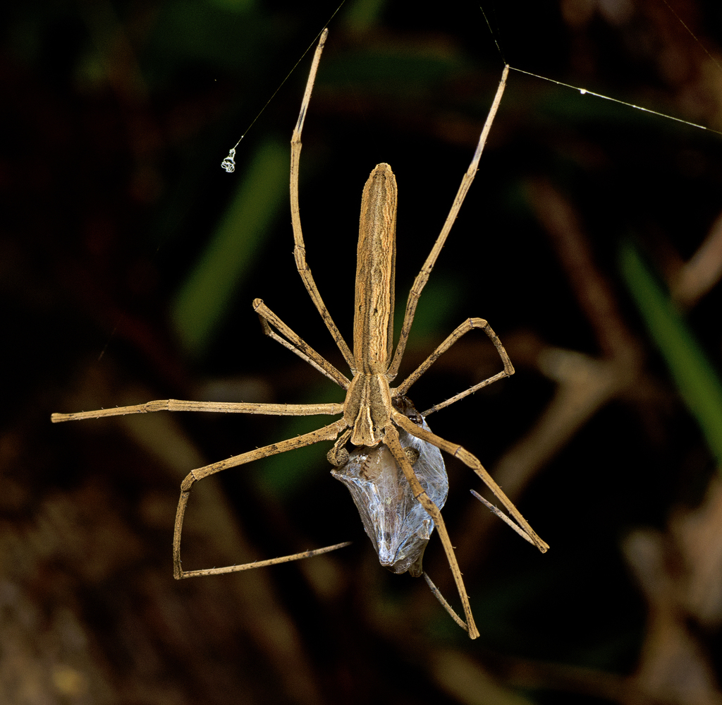Rufous Net-casting Spider (Wildlife of Cabramatta Creek) · iNaturalist