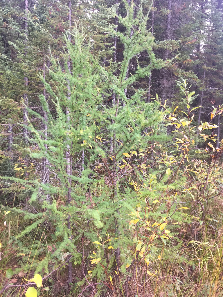 tamarack from Nord-du-Québec, QC, Canada on October 3, 2017 at 10:51 AM ...