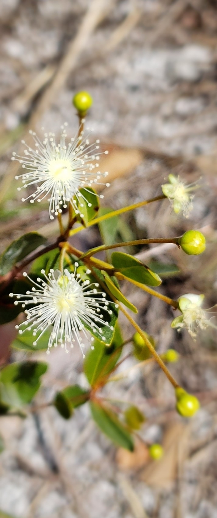 Mosiera longipes (O.Berg) Small